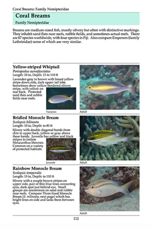 Fiji Reef Fish - Resort Support