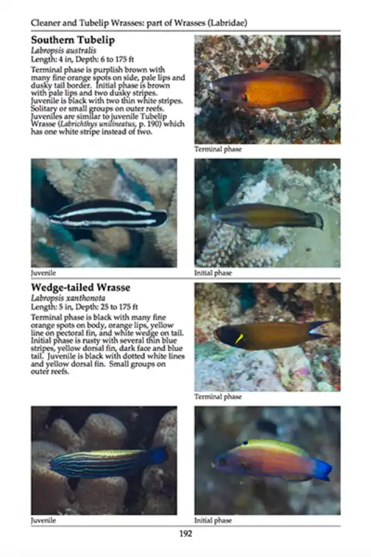 Fiji Reef Fish - Resort Support